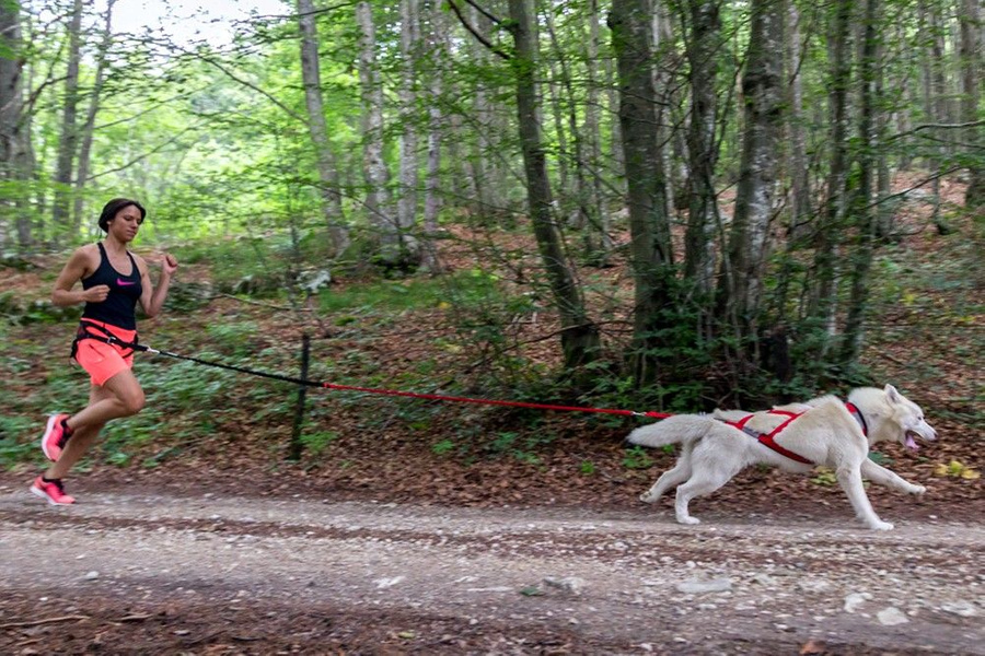 Neewa Racing Tug Line med Bungee 1,7 m | Widforss