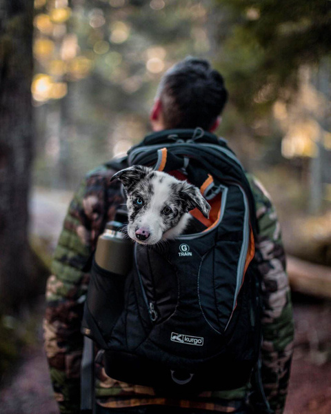 Kurgo G Train K9 Pack Black | Widforss