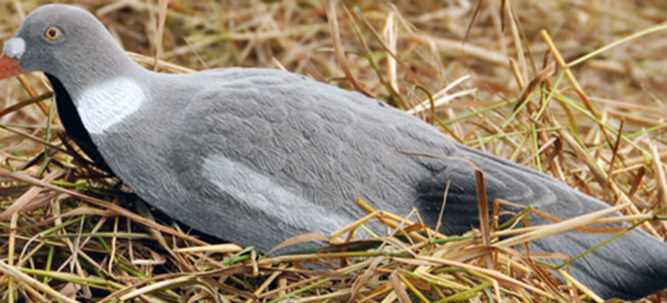 Flambeau Flossad Bulvan Ringduva | Widforss