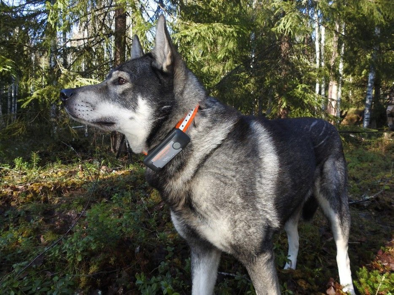 Easyhunt eTrack Pro | Widforss