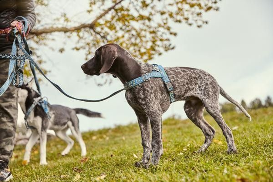 Köp Razzle-Dazzle H-sele 35-45 cm Beetroot - https://www.widforss.se