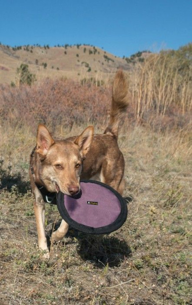 Kjøp Flyer Disc Raven - www.widforss.no