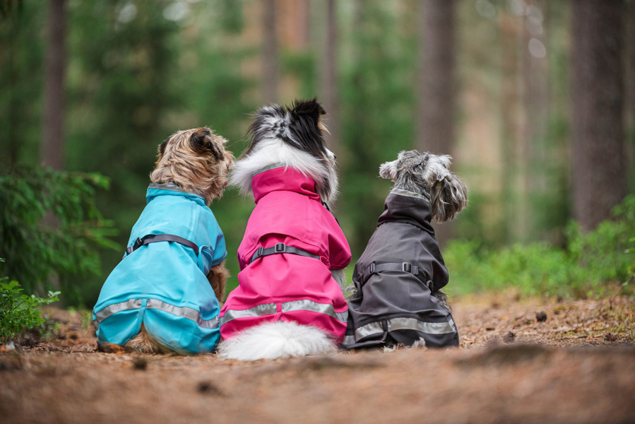 Osta Kuori koiran sadetakki, 60-65 cm, Graphite - https://www.widforss.fi