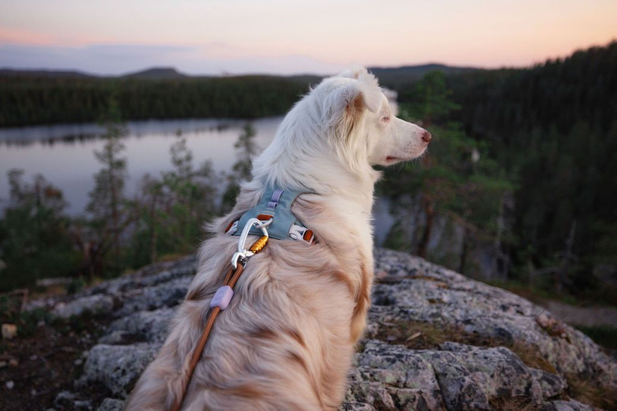 Woolly Wolf Long Rope Leash Pistachio | Widforss