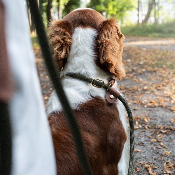 Köp Torekov Retrieverkoppel 210 cm Shimmer Green M - www.widforss.se