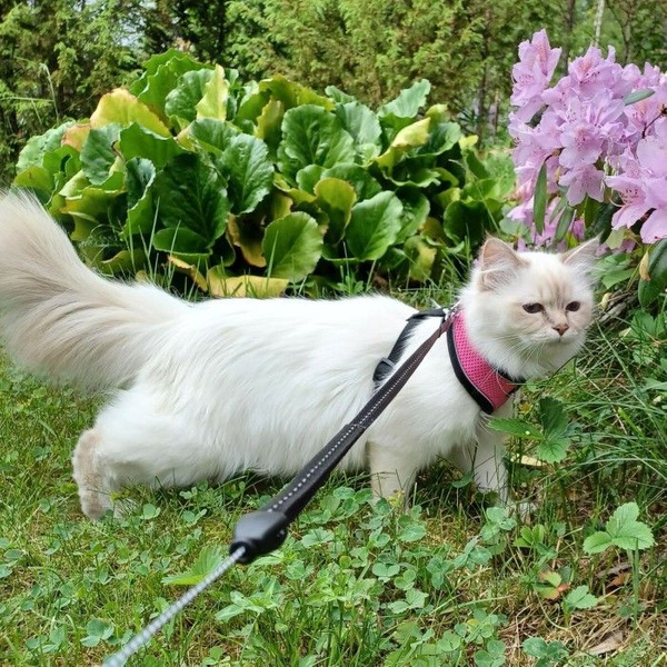 FinNero LIGHT Reflective S Harness Pink | Widforss