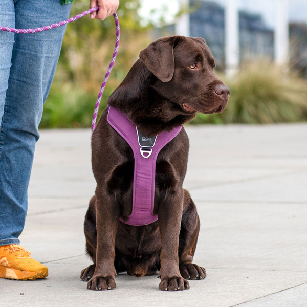 DOG Copenhagen Comfort Walk Pro Harness L-XL Purple Passion | Widforss